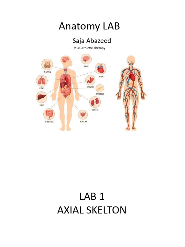 Antomy Lab 1 | PDF | Vertebra | Skull