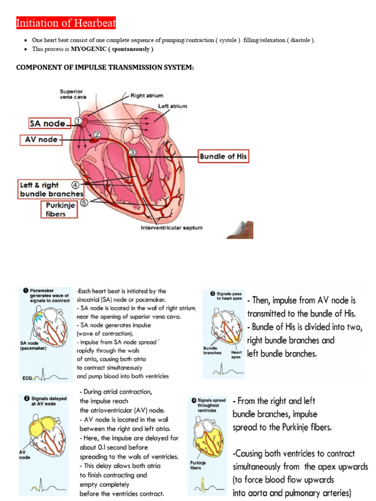 Initiation of Hearbeat Notes STPM TERM 2 | PDF