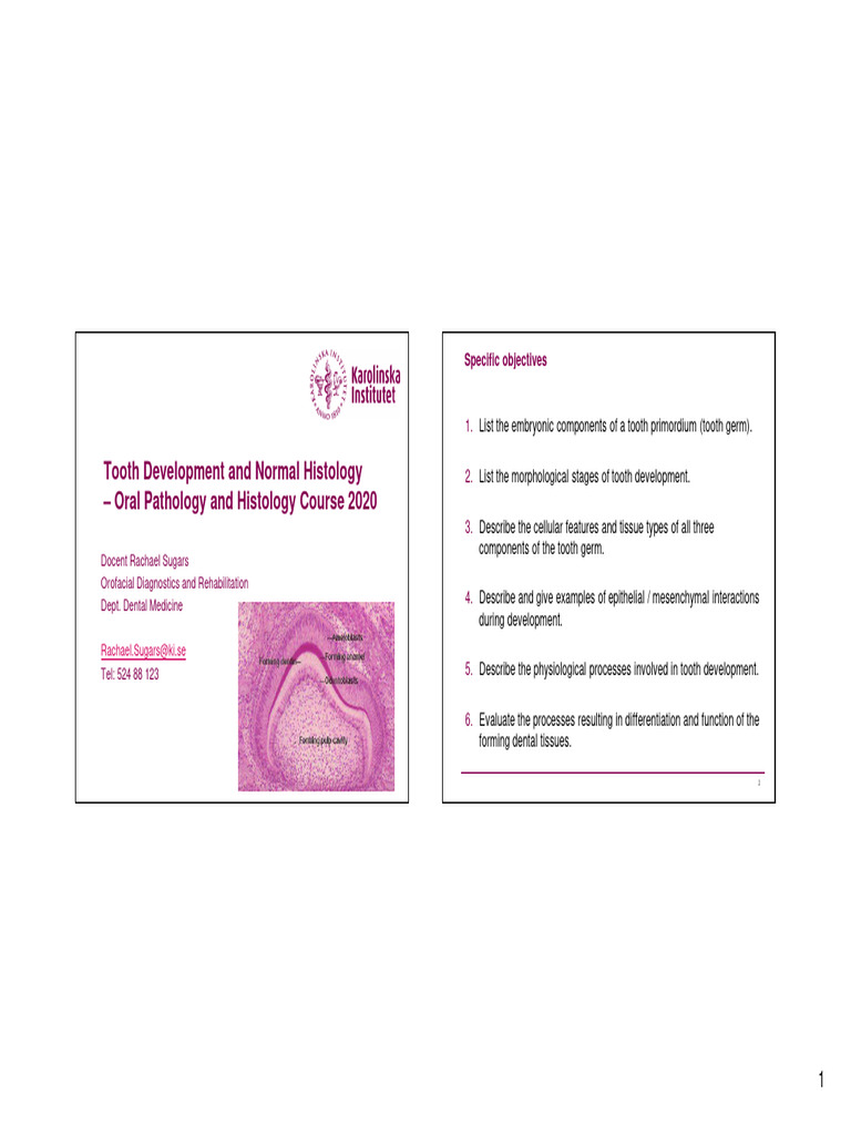 Tooth Development and Normal Histology 2020 | PDF | Human Tooth | Tooth