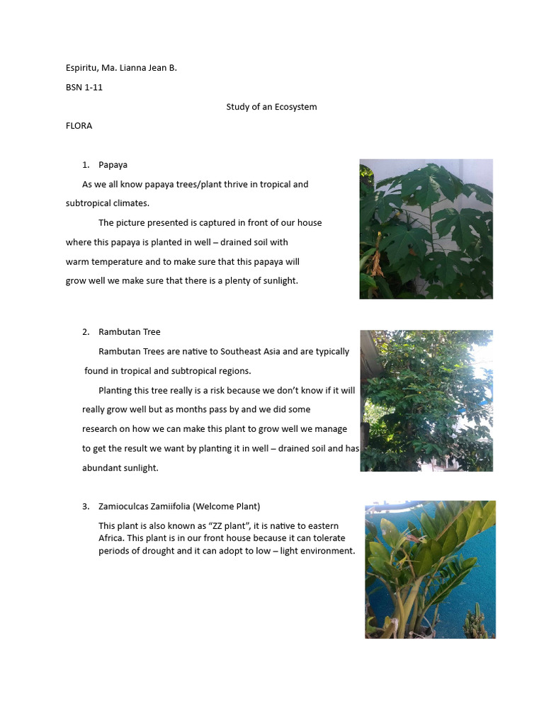 Backyard Ecosystem Study: Flora & Fauna | PDF | Food Web | Ecosystem