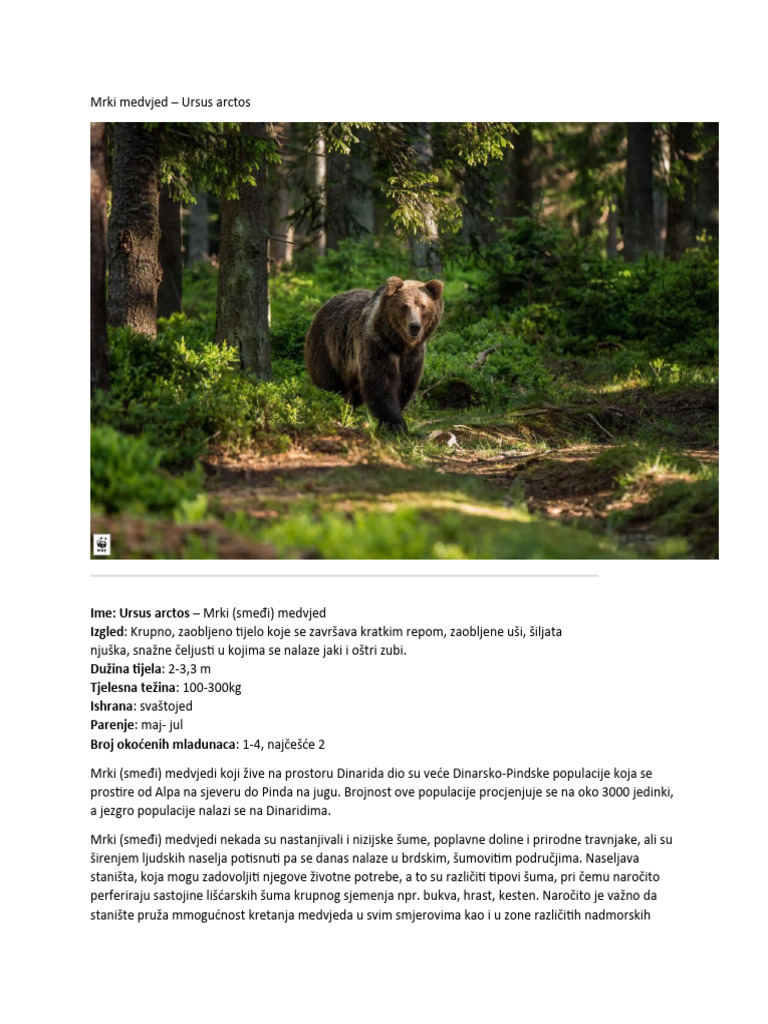 Bosanski Mrki Medvjed | PDF
