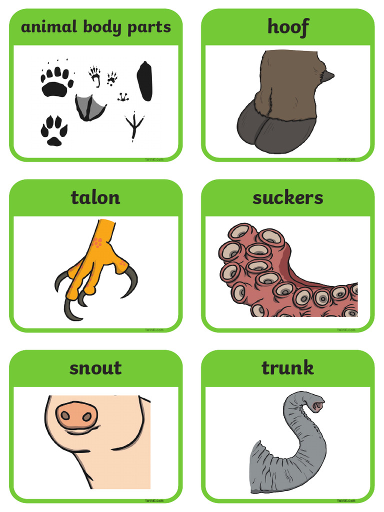 Animal Body Parts Flashcards Ver 2[1] Copy | PDF