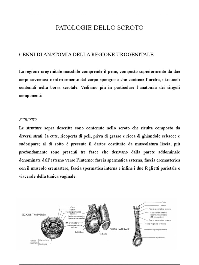 Patologie Dello Scroto | PDF