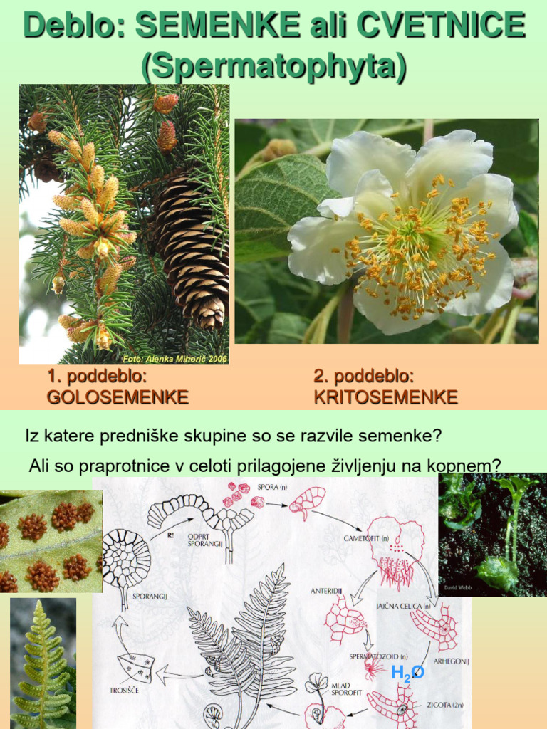 Uvod V Semenke - PPT | PDF