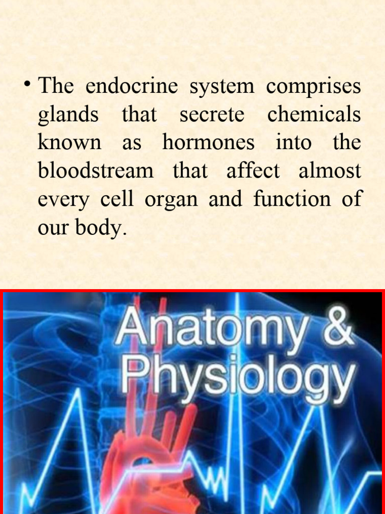 Endocrine System March 5 - 8, 2024 | PDF | Endocrine System ...