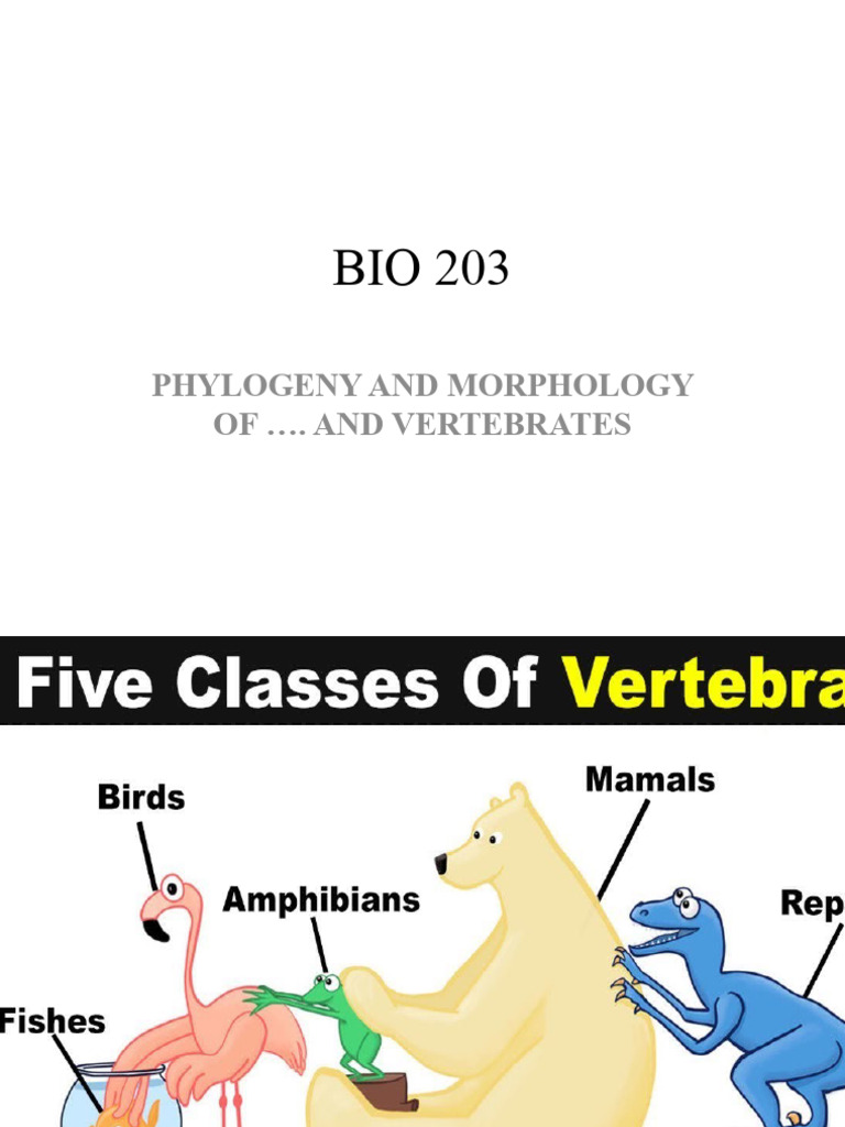 Phylogeny and Morphology of Vertebrates | PDF | Cetacea | Reptile