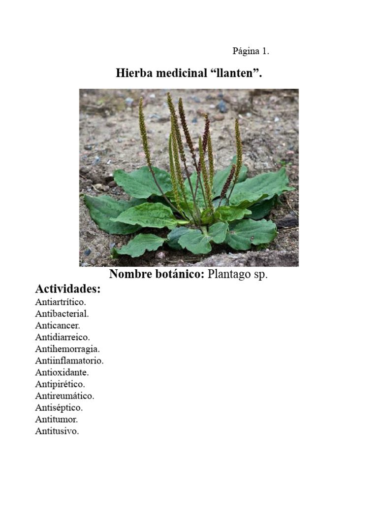 Guia Sobre El Llanten | PDF