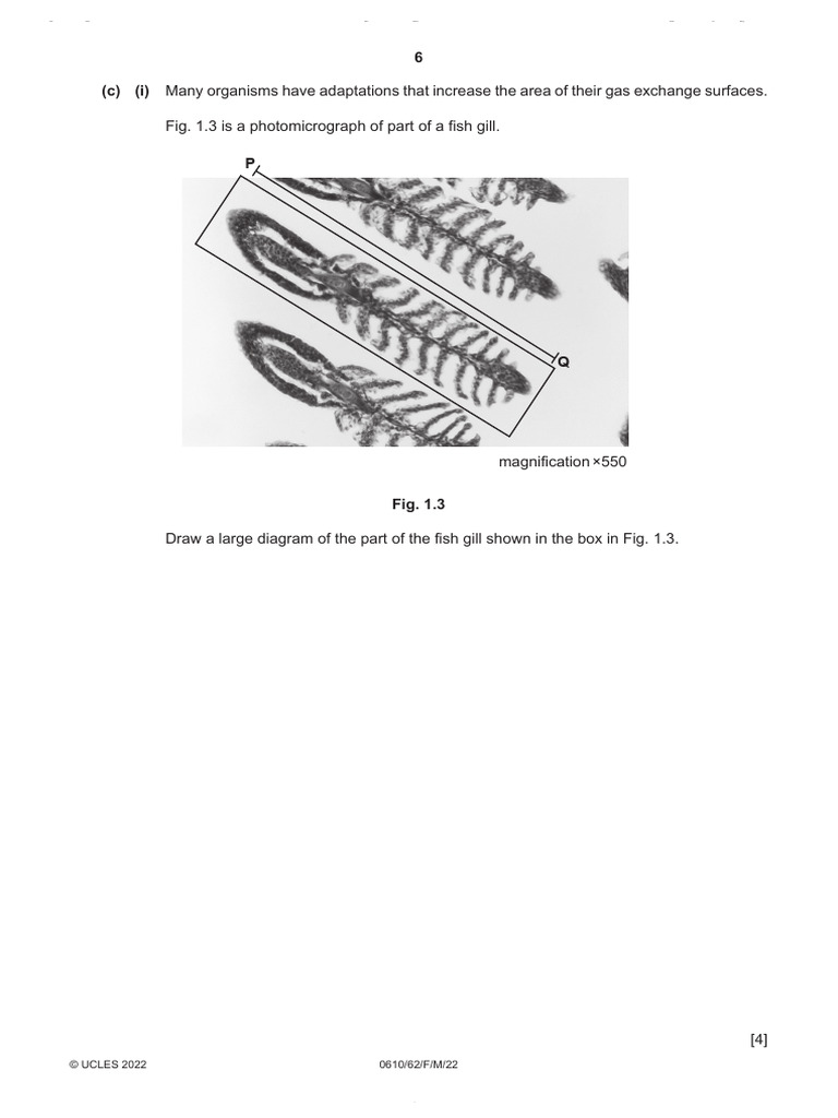 Fish Gill Structure and Yeast Respiration Experiment | PDF | Lung
