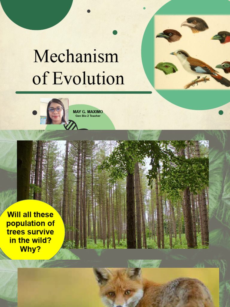 Mechanism of Evolution - Copy | PDF | Allele | Genotype