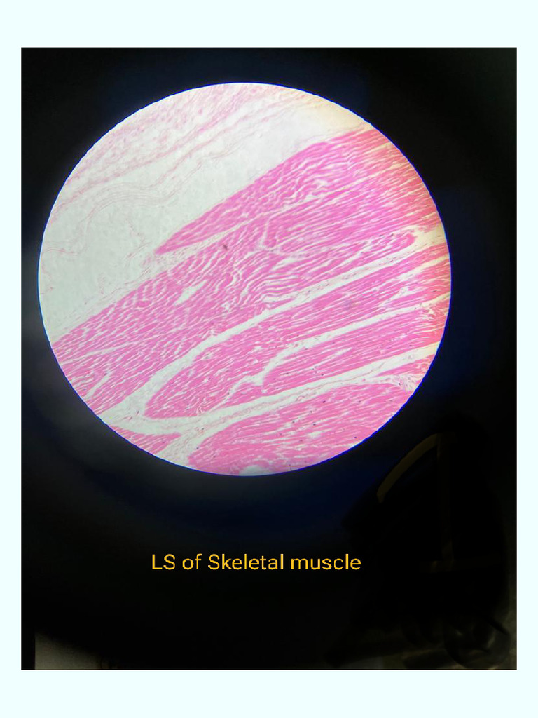 Histology General Slides | PDF