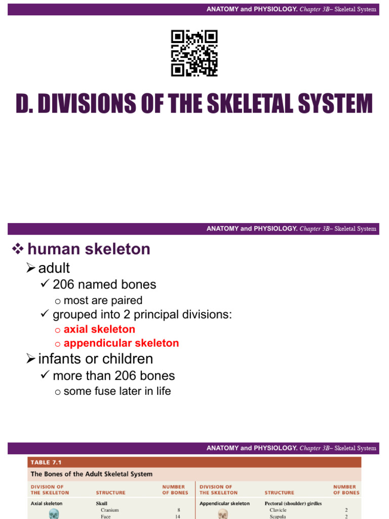 Skeletal System Overview and Structure | PDF