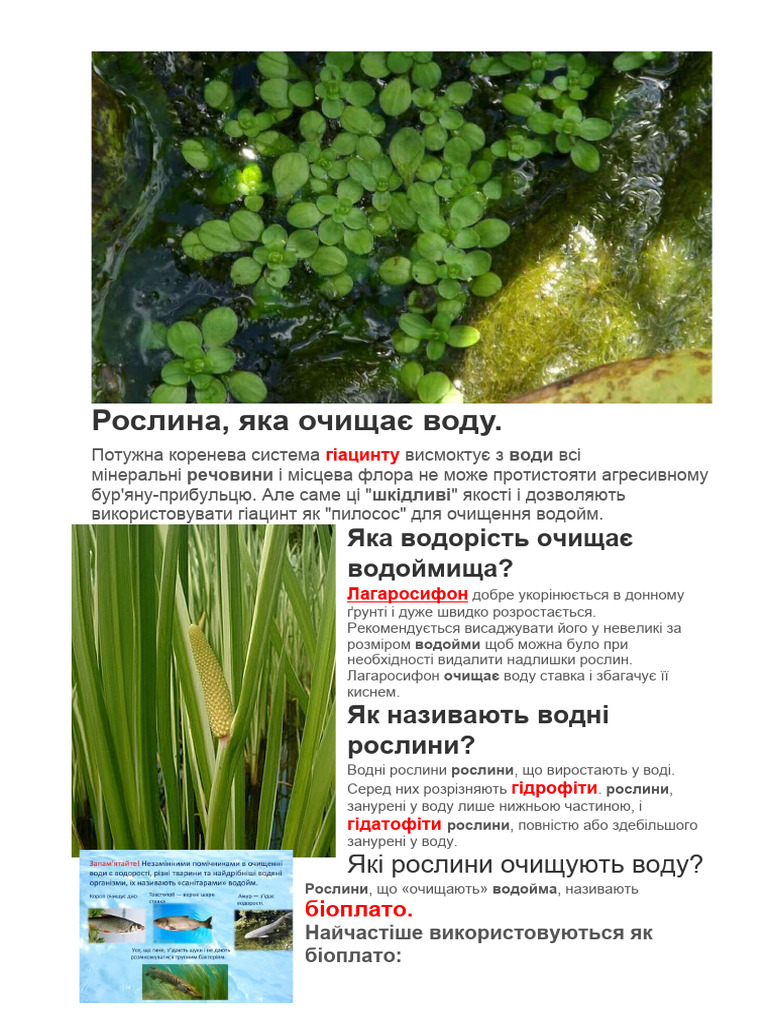 Рослина 1 | PDF