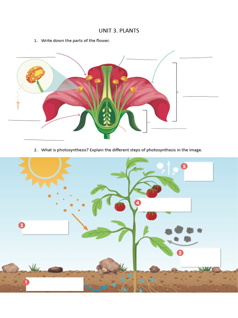 Plants 4º PRIMARIA | PDF