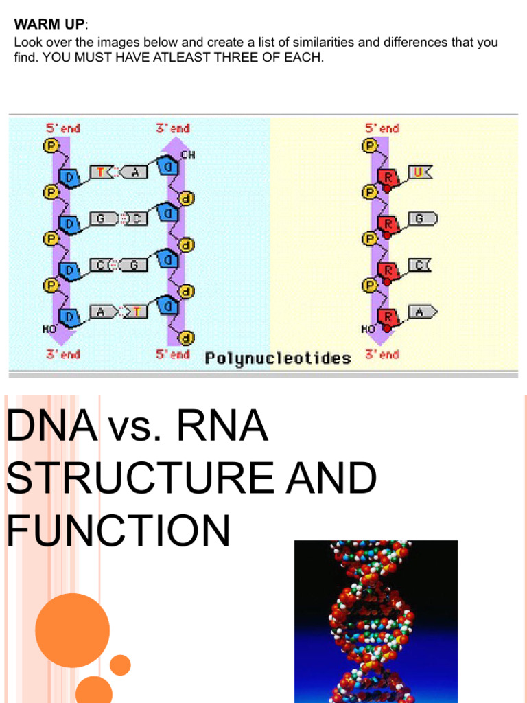 Dna and Rna | PDF | Dna | Rna