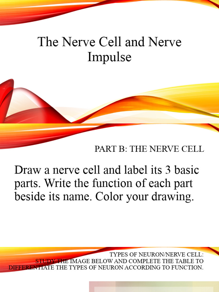 Nerve Cell and Nerve Impulse To | PDF | Neuron | Action Potential