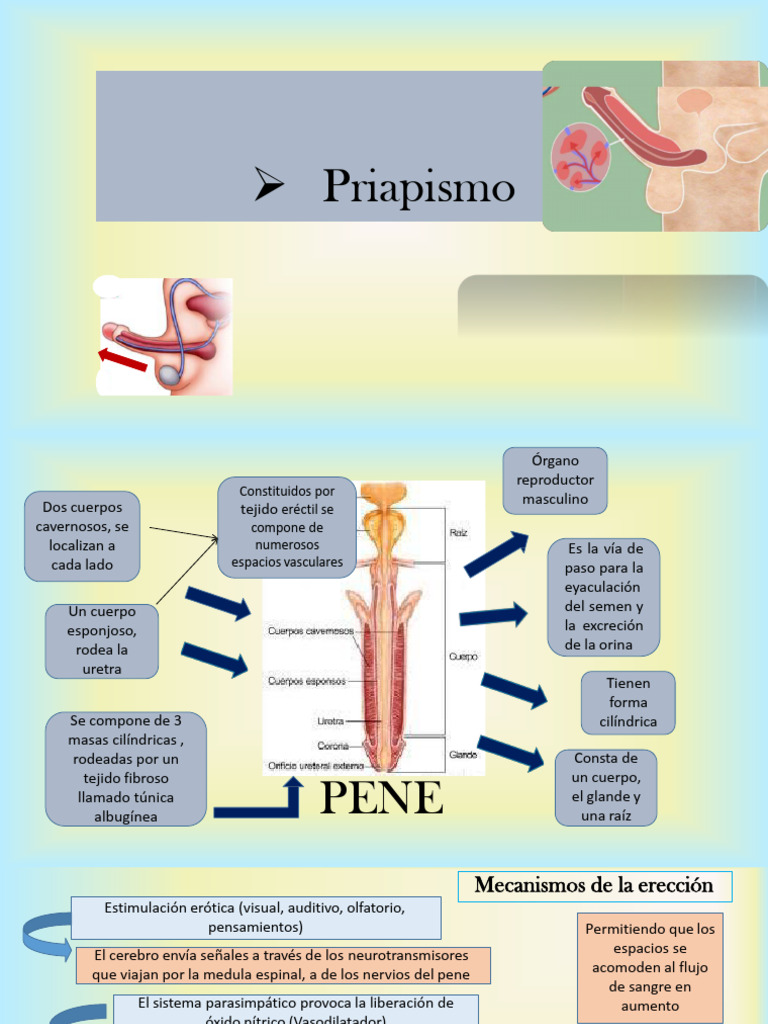 Priapismo, Secreción Uretral y Dolor Testicular | PDF | Especialidades ...