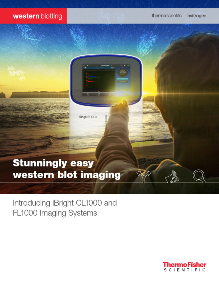 Ibright CL1000 FL1000 Brochure | PDF | Western Blot | Fluorophore
