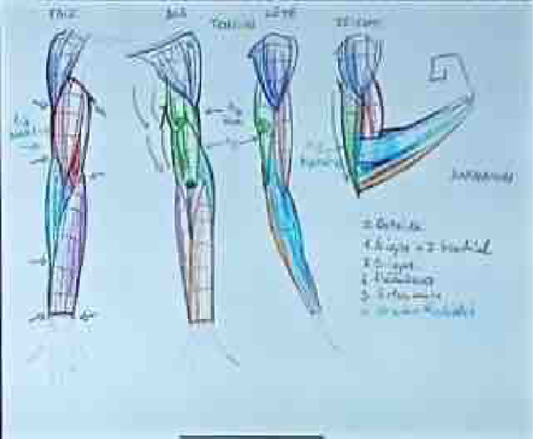 Anatomy of Human Arm | PDF