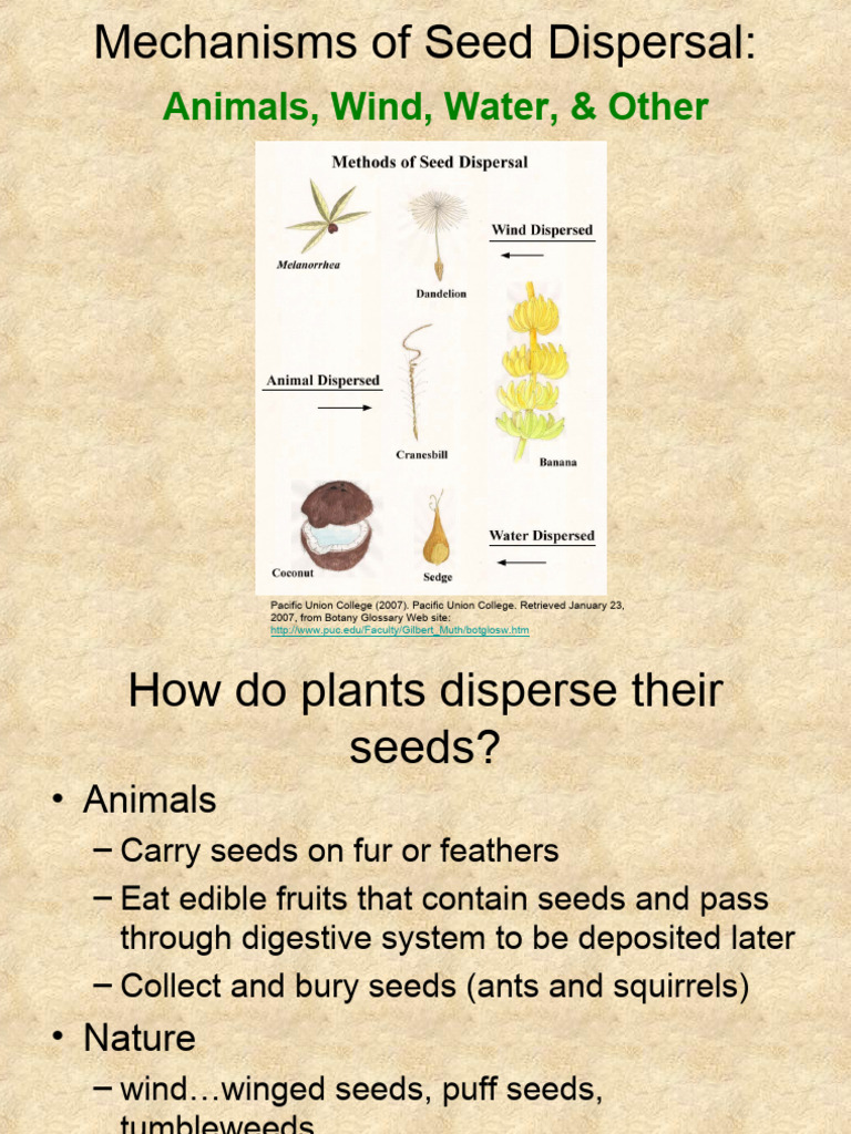 Mechanisms of Seed Dispersal | PDF | Seed | Fruit