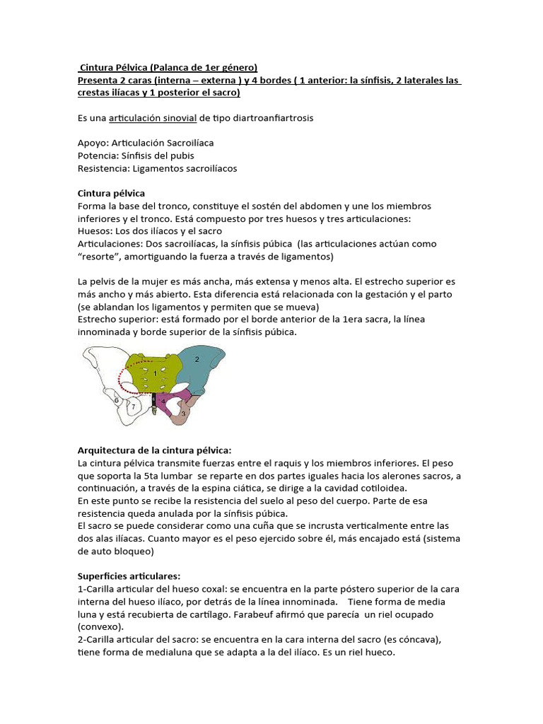 Tema 4 Cintura Pélvica Nutación y Contranutación Resumen Tema 4 | PDF ...