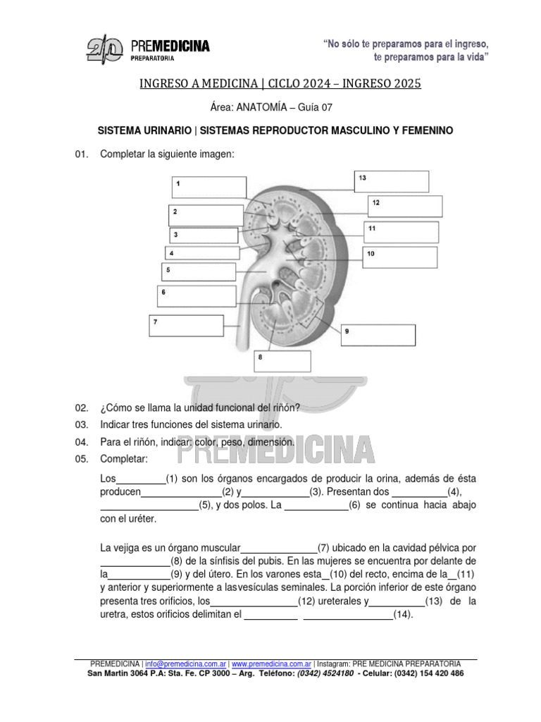 Guia 07 AnatomÍa 2024 2025 Pdf Vagina Sistema Urinario