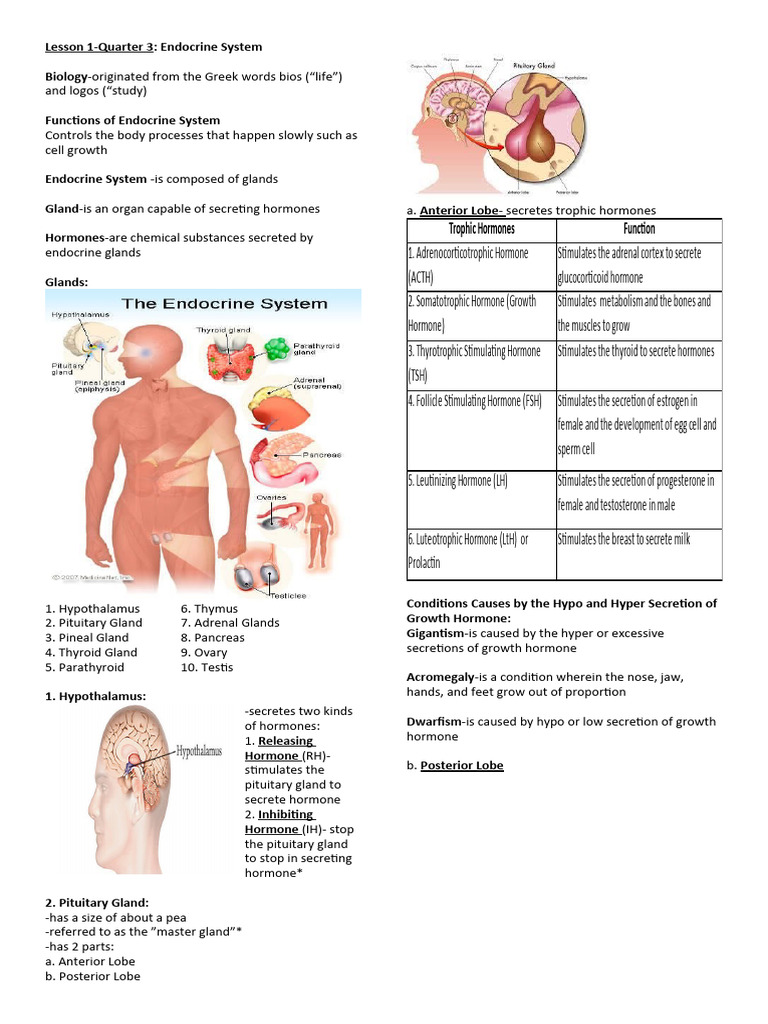 Endocrine Lesson 1 Grade 10 | PDF | Endocrine System | Thyroid