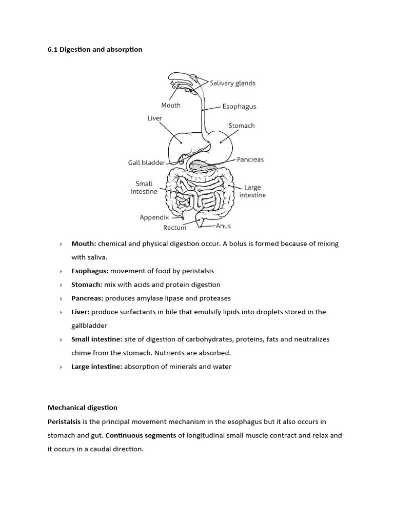 Chapter 6 Biology | PDF | Chemical Synapse | Digestion