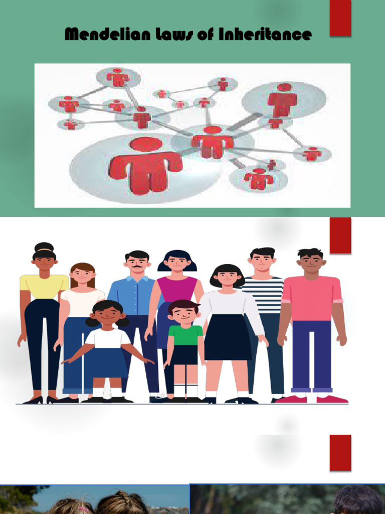 Mendelian Law of Inheritance | PDF | Dominance (Genetics) | Heredity