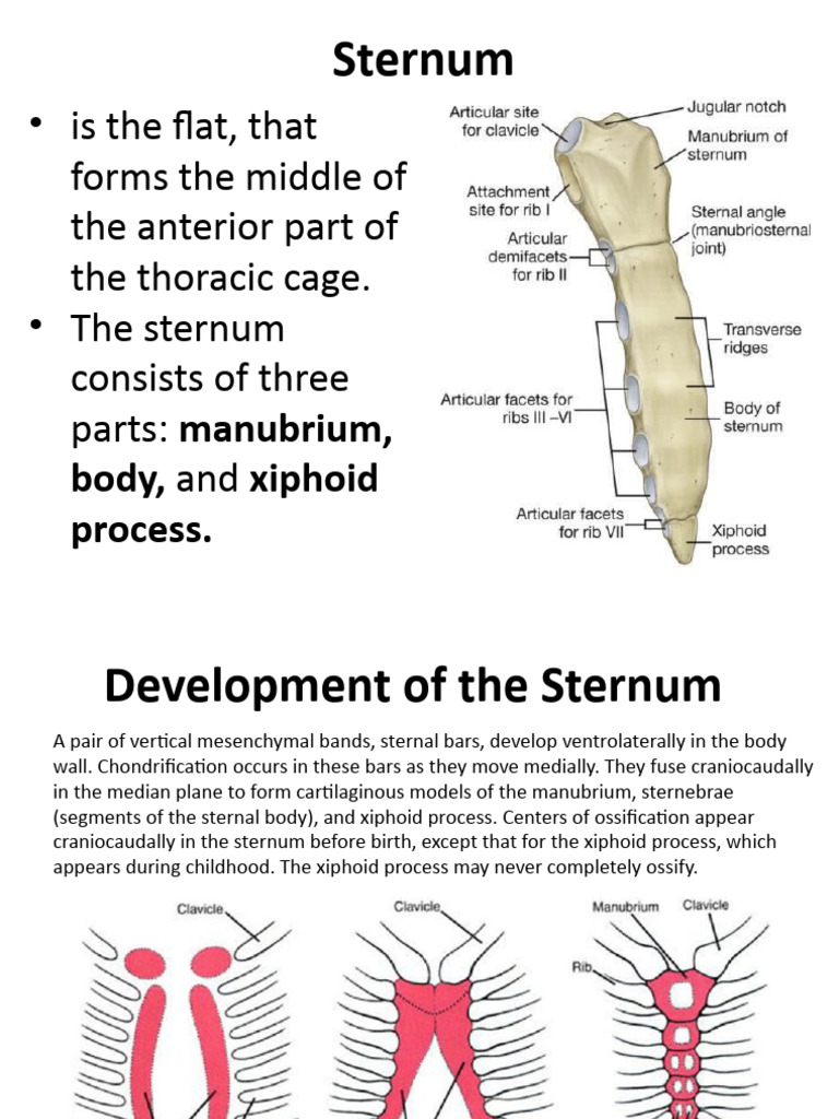 Anatomy Lect of Chest and Ribs | PDF | Vertebra | Musculoskeletal System