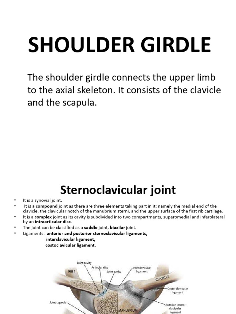 Shoulder Joint and Girdle Anatomy | PDF | Anatomical Terms Of Motion ...