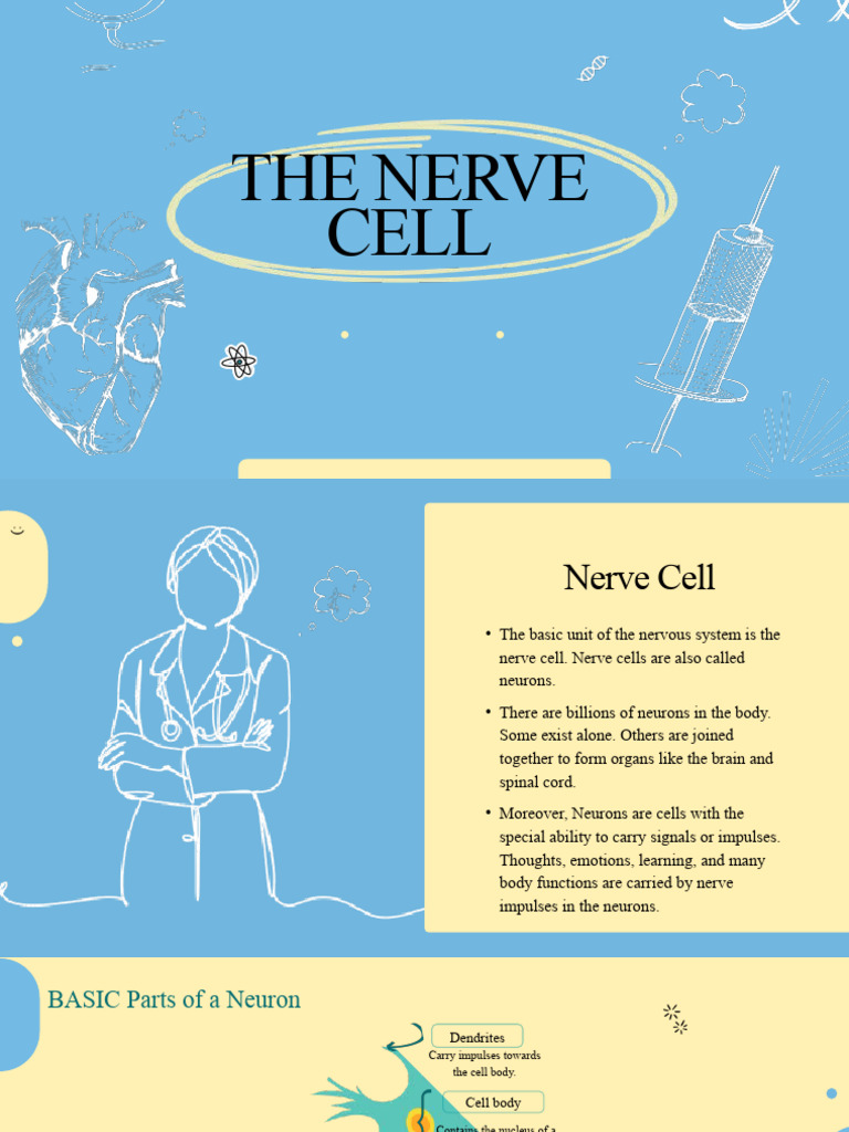 Nerve-Cell | PDF