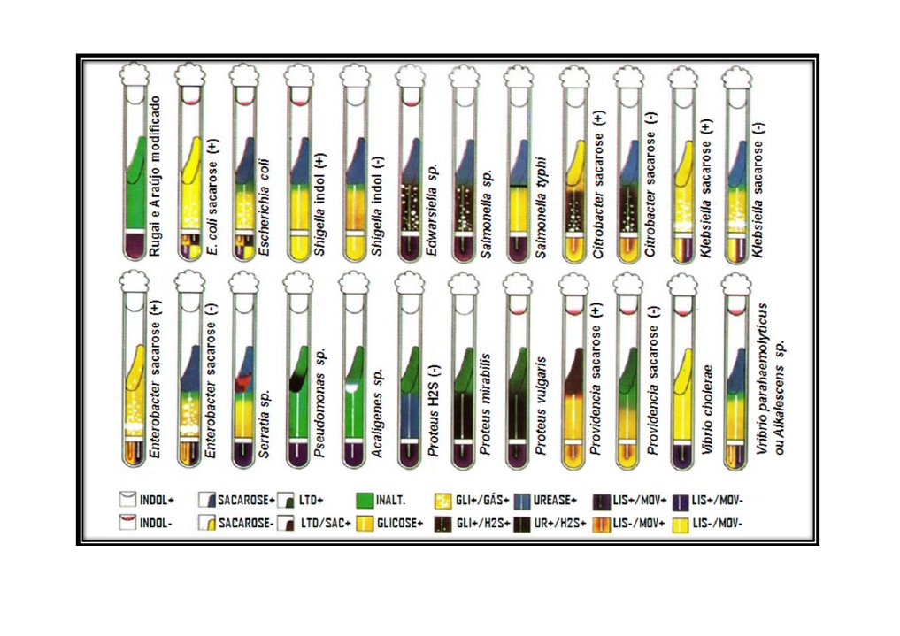 interpretação rugai