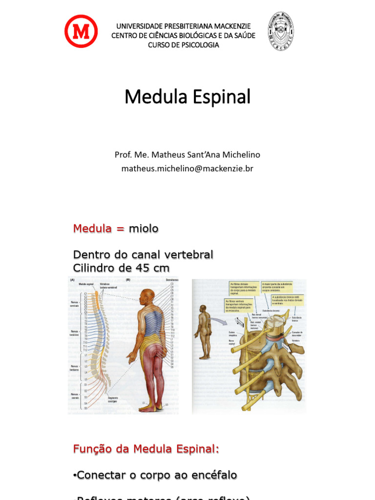 2 - Medula Espinal | PDF | Medula espinhal | Sistema nervoso
