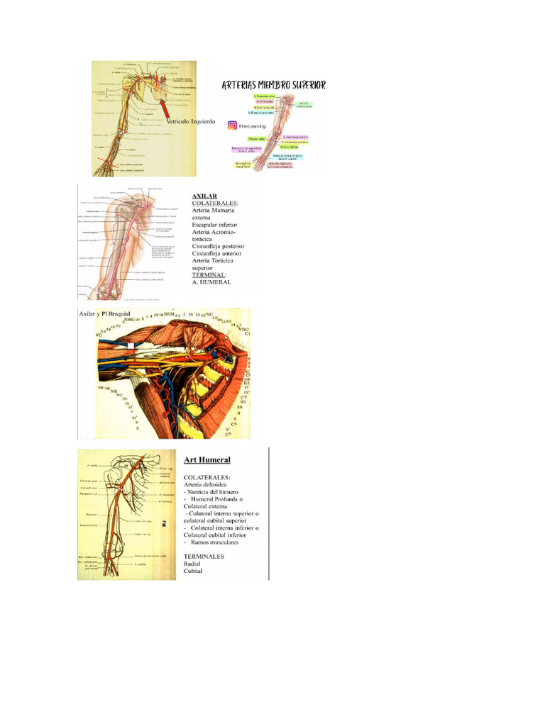 Capturas Anatomia | PDF