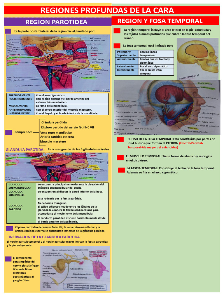 Apuntes-Regiones Profundas de La Cara | PDF | Sistema ...