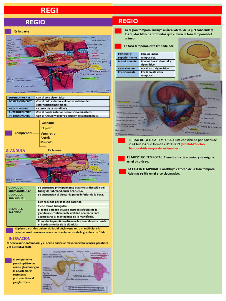 APUNTES-REGIONES PROFUNDAS DE LA CARA | PDF | Anatomía | Anatomía humana