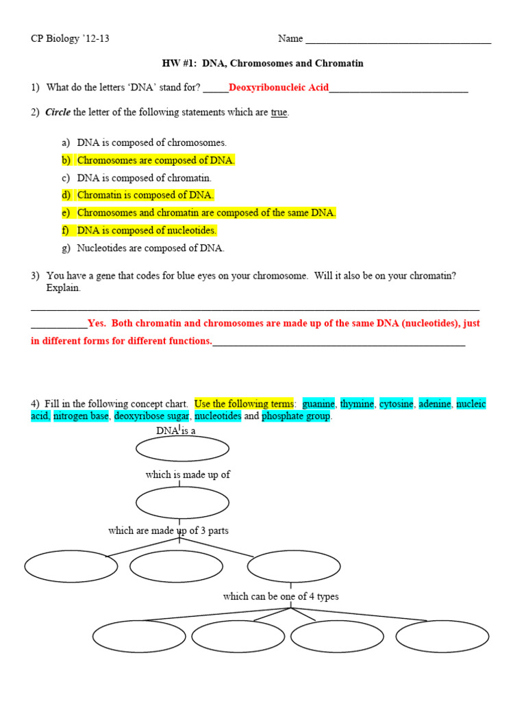 DNA Structure and Replication HW Packet - K-R - 12-13 - KEY | PDF | Dna ...