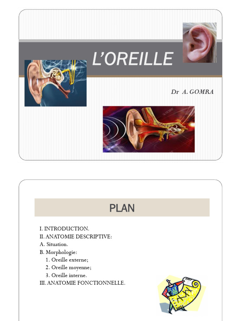 Anatomie de l'oreille humaine | PDF | Oreille | Système vestibulaire