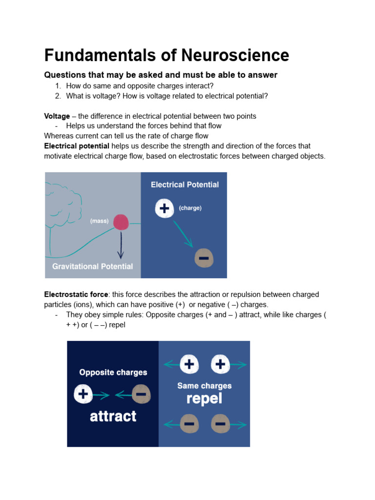 Fundamentals of Neuroscience | PDF | Voltage | Lipid Bilayer
