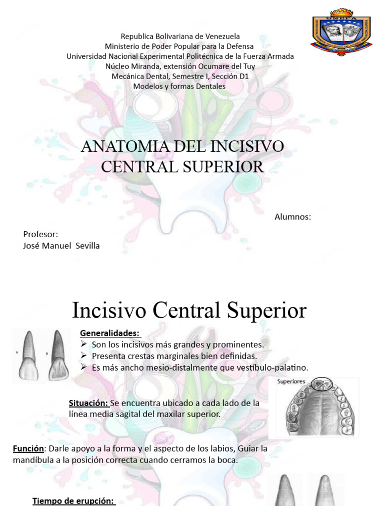 MODELOS Y FORMAS DENTALES SEMESTRE I (Anatomia Del Incisivo Central ...