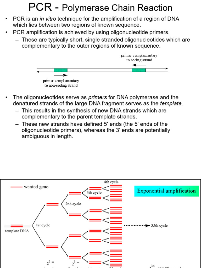 Lecture 11 Chapter 05-DNA-Amplification | PDF