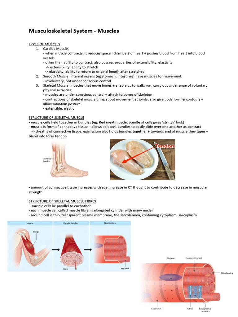Musculoskeletal System - Muscles | Download Free PDF | Muscle | Cell ...
