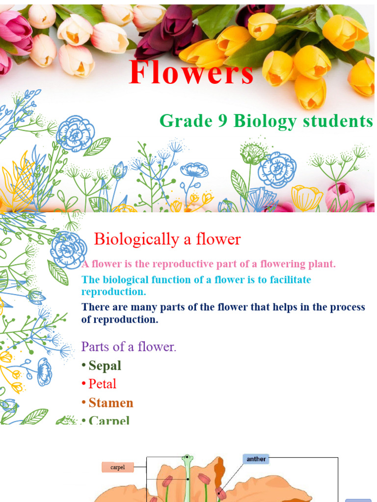 Biology Presentation | PDF | Flowers | Petal