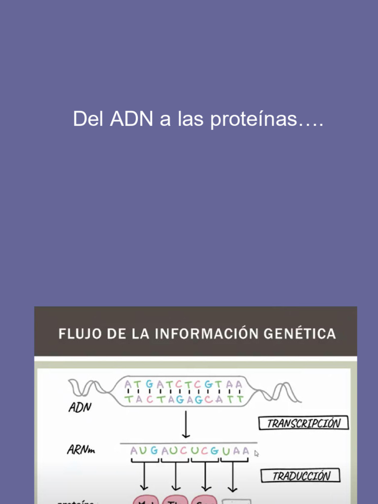 2023 Valerani TRANSCRIPCIÓN - 231004 - 105951 | PDF | Rna | Adn