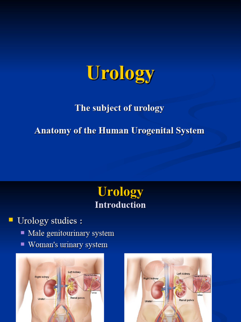UT Anatomy | Download Free PDF | Kidney | Prostate