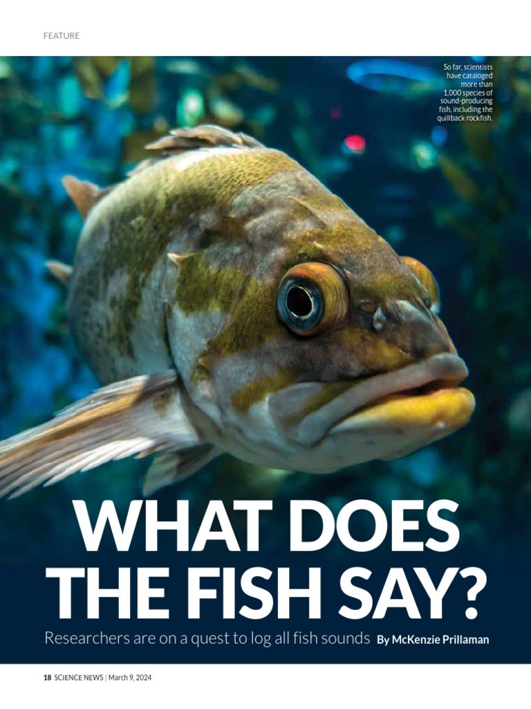 What Does The Fish Say | PDF | Fish | Sound