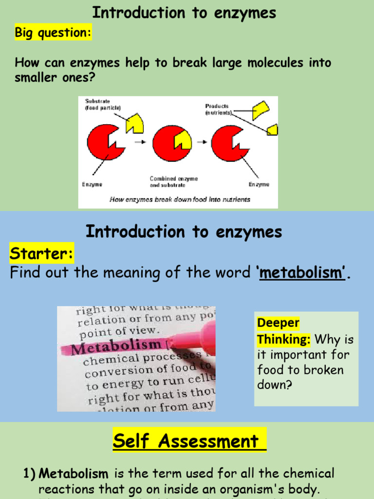 L5 Introduction To Enzymes | PDF | Wellness | Science & Mathematics