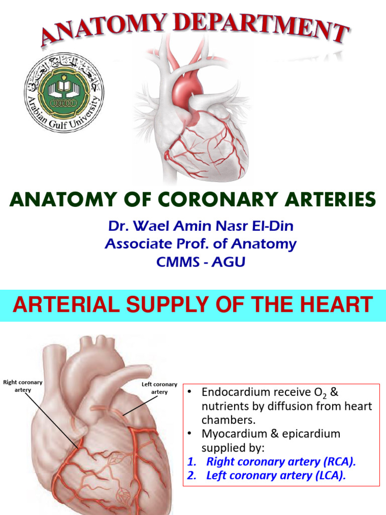 Anatomy of Coronary Arteries Explained | PDF | Coronary Circulation ...