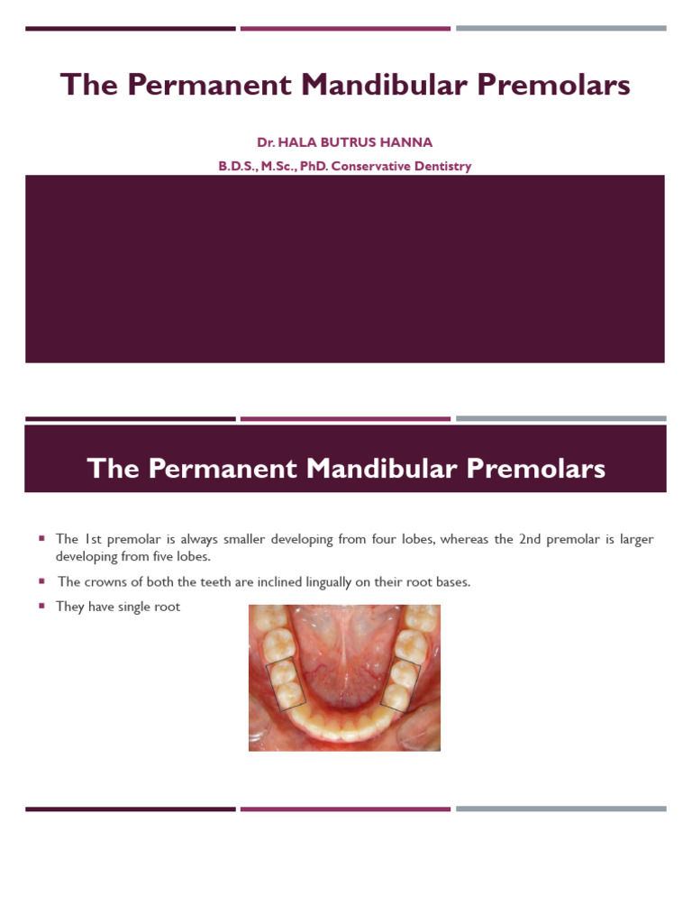 Mandibular premolars | PDF | Dental Anatomy | Dentistry