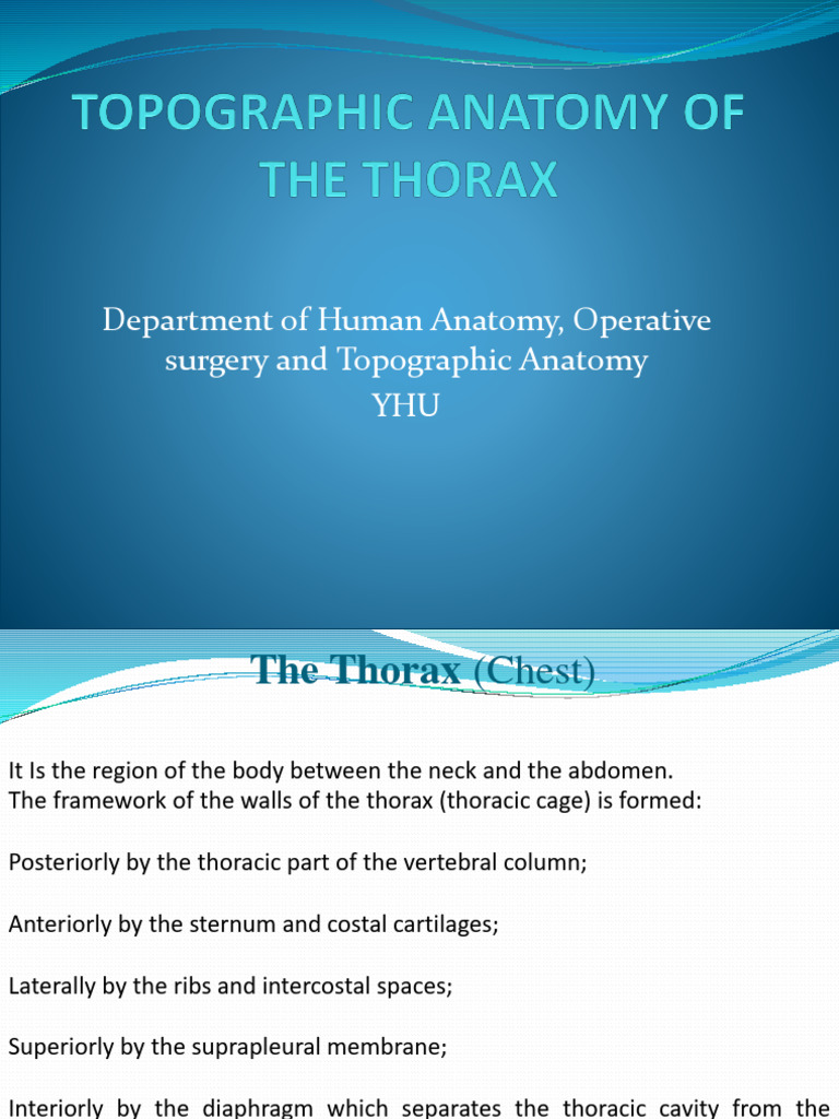 04 Thorax Top | PDF | Thorax | Lung